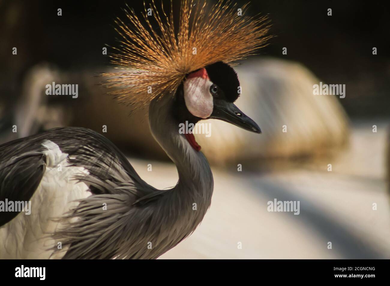 Crane love grey crowned hi-res stock photography and images - Alamy