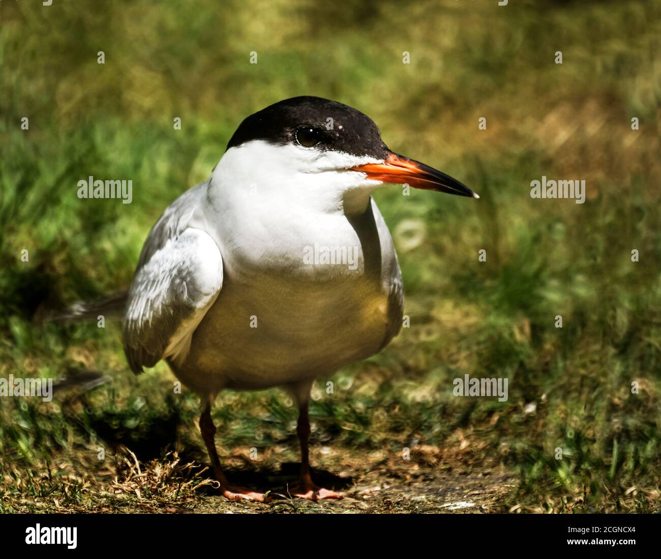 Common Tern 'Sterna hirundo' Stock Photo - Alamy