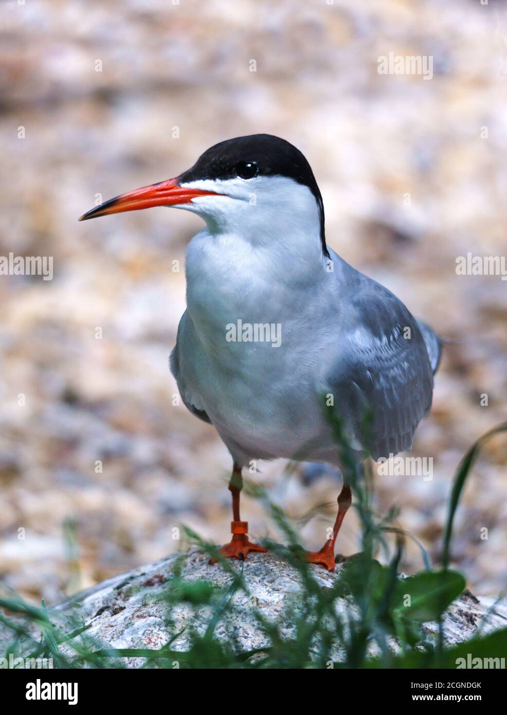 Common Tern 'Sterna hirundo' Adult bird in breeding plumage Stock Photo ...