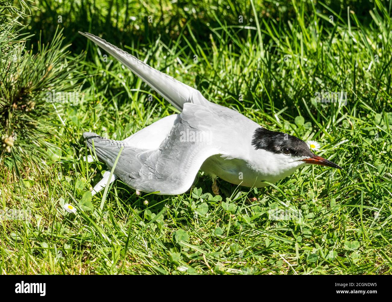 Common Tern 'Sterna hirundo' Adult wing-stretching Stock Photo - Alamy