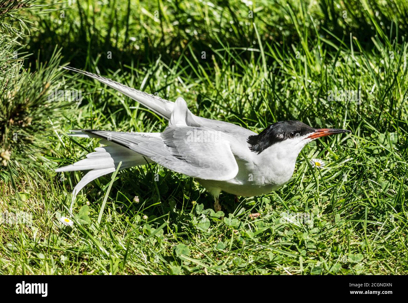 Common Tern 'Sterna hirundo' Adult wing-stretching Stock Photo - Alamy