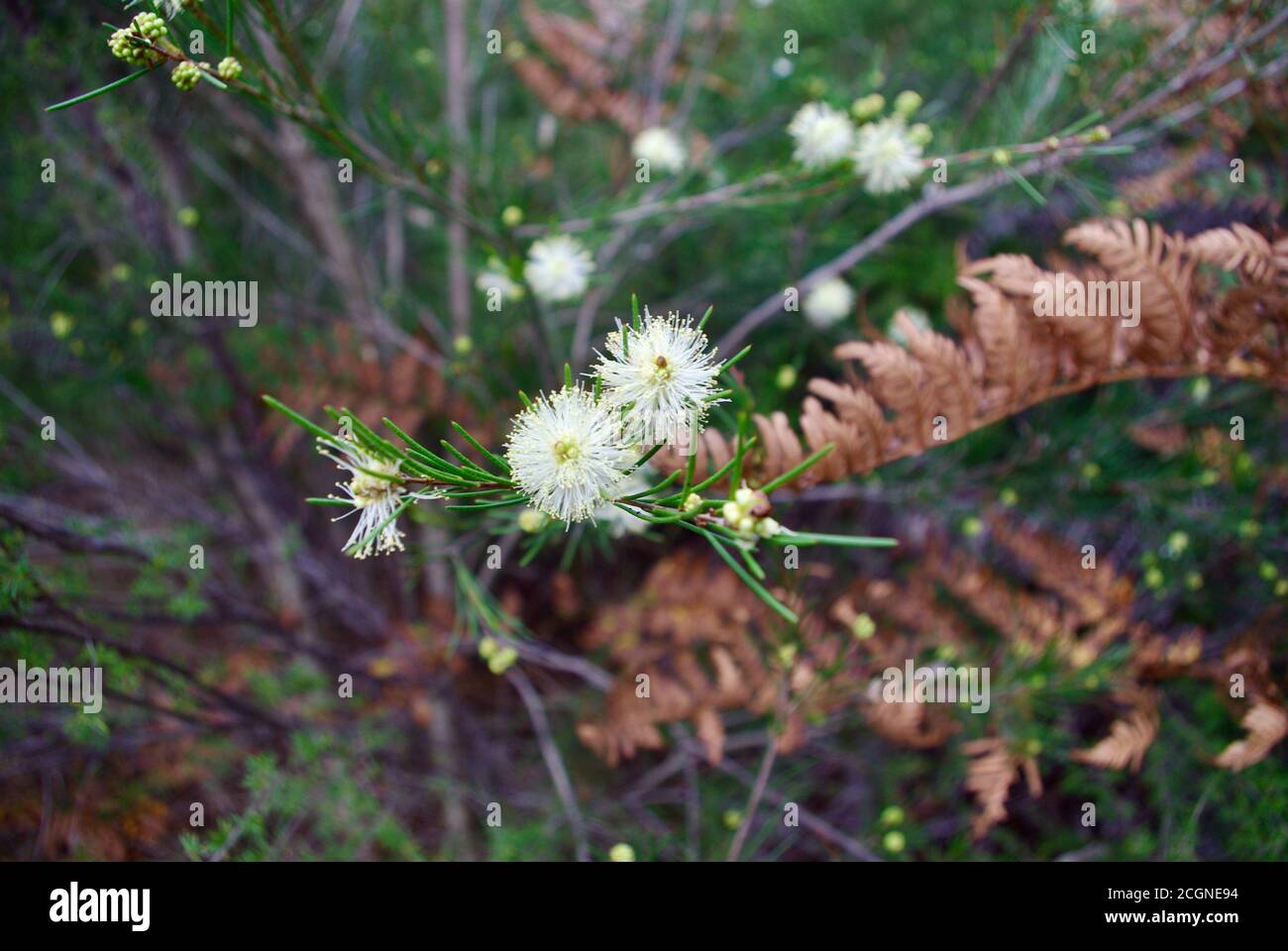 Melaleuca wallum flower Woodgate Beach Queensland Stock Photo - Alamy