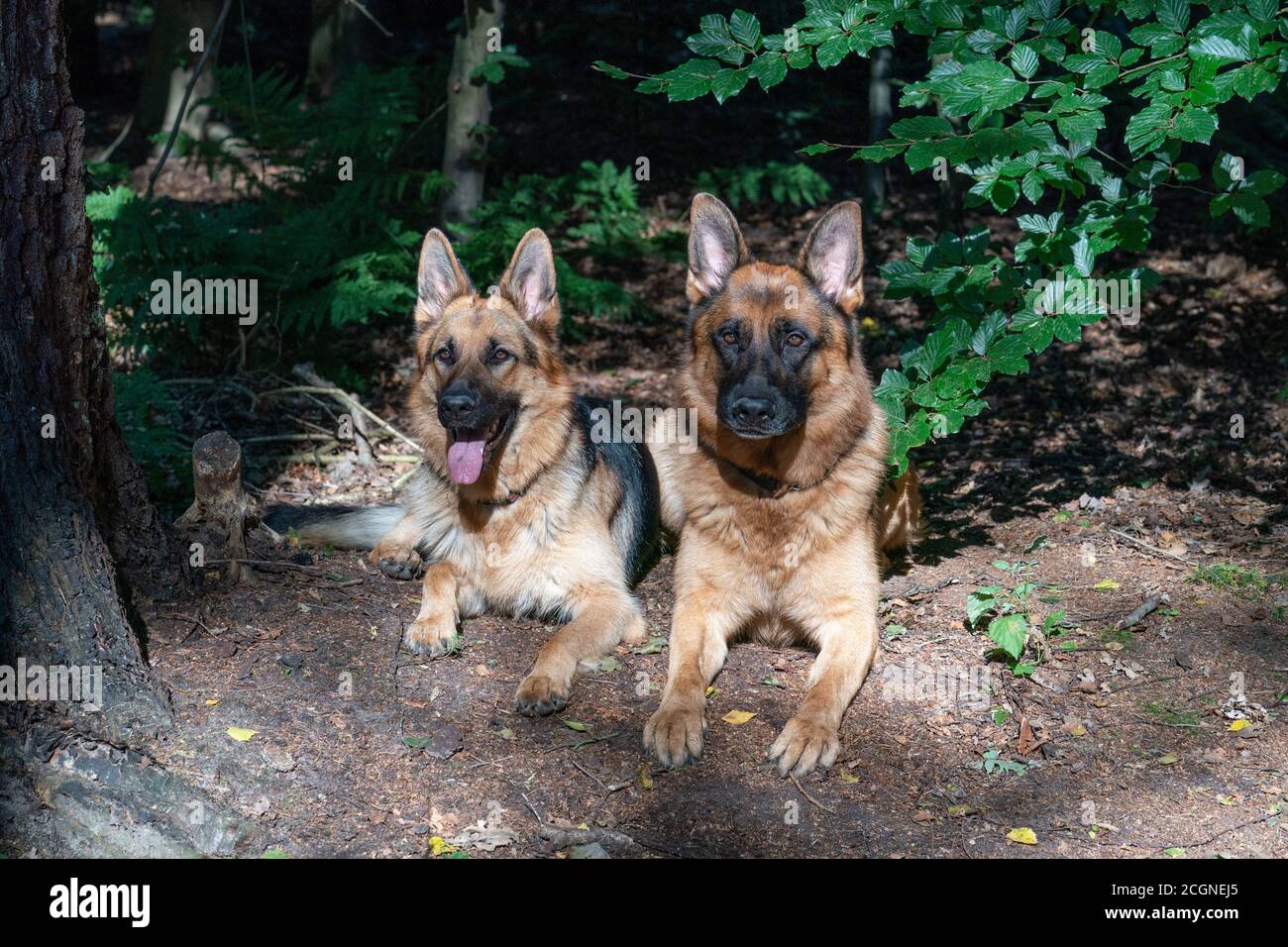 Two beautiful German Shepherd dogs lie together in the forest, sunlight ...
