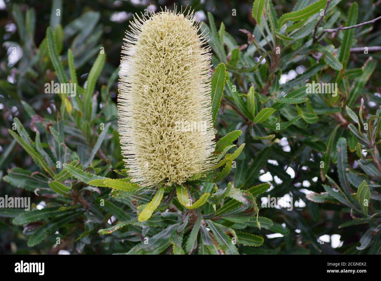 Banksia aemula blossom Woodgate Beach Queensland Stock Photo - Alamy