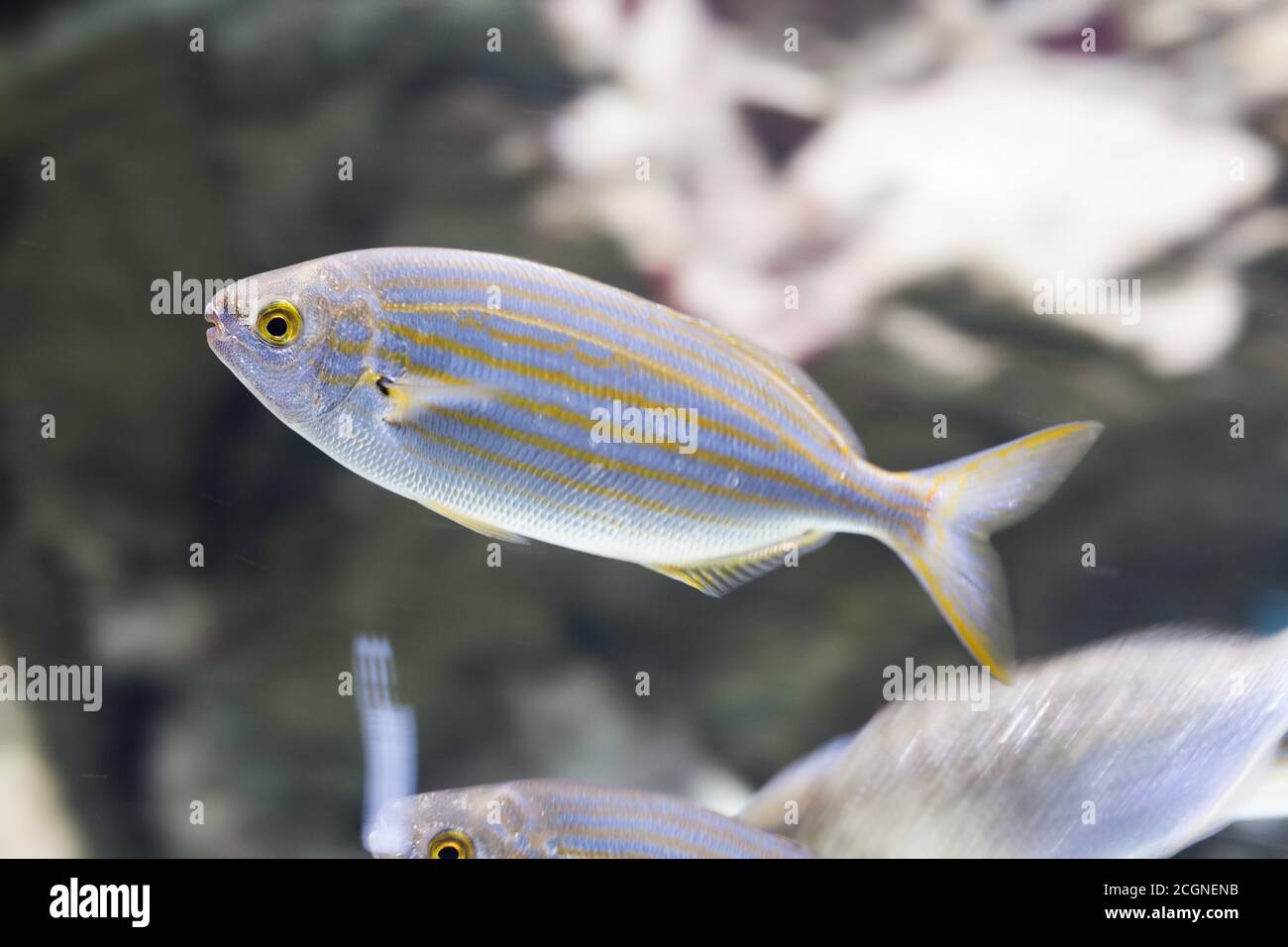 Yellow tail snapper hi-res stock photography and images - Alamy