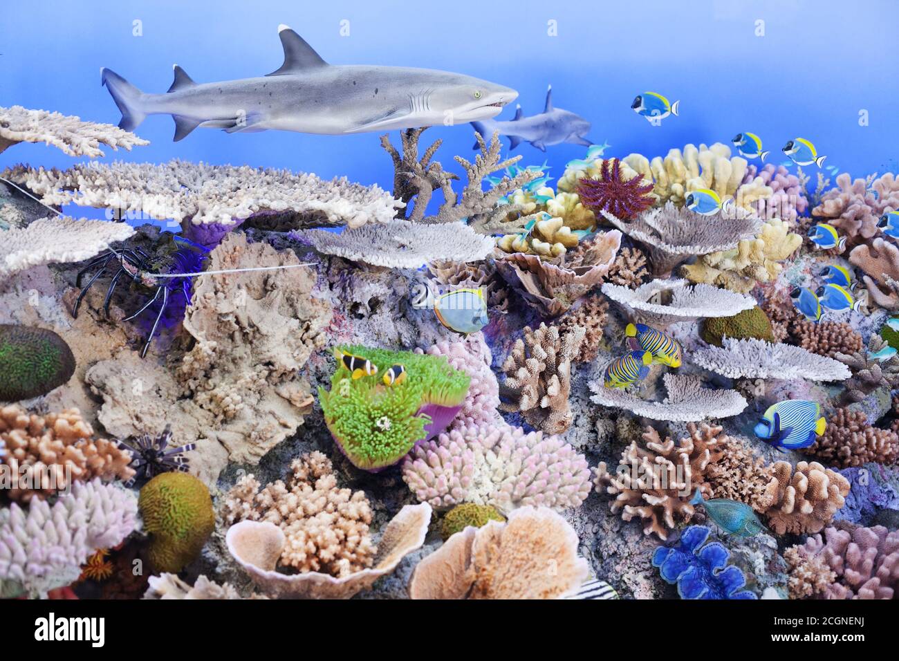 Fish Dummy High Resolution Stock Photography and Images - Alamy