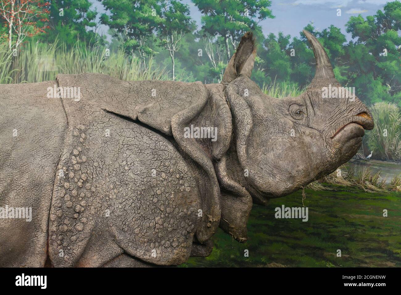 stuffed rhinoceros against forest background Stock Photo - Alamy