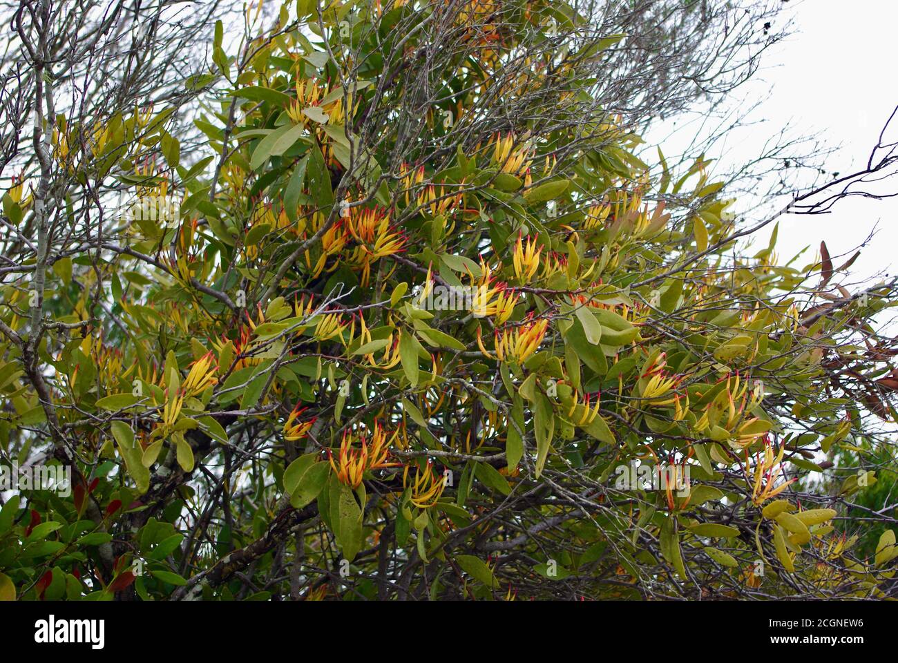 Mistletoe flowering at Woodgate Beach Queensland Stock Photo - Alamy