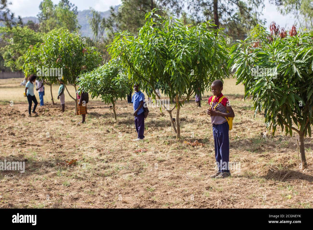 Schoolchildren standing near their trees in their school yard during a ...