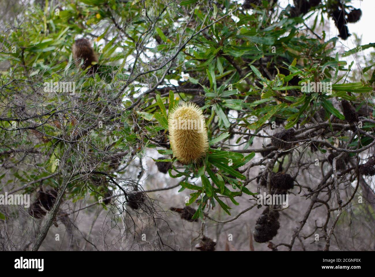 Banksia aemula blossom Woodgate Beach Queensland Stock Photo - Alamy