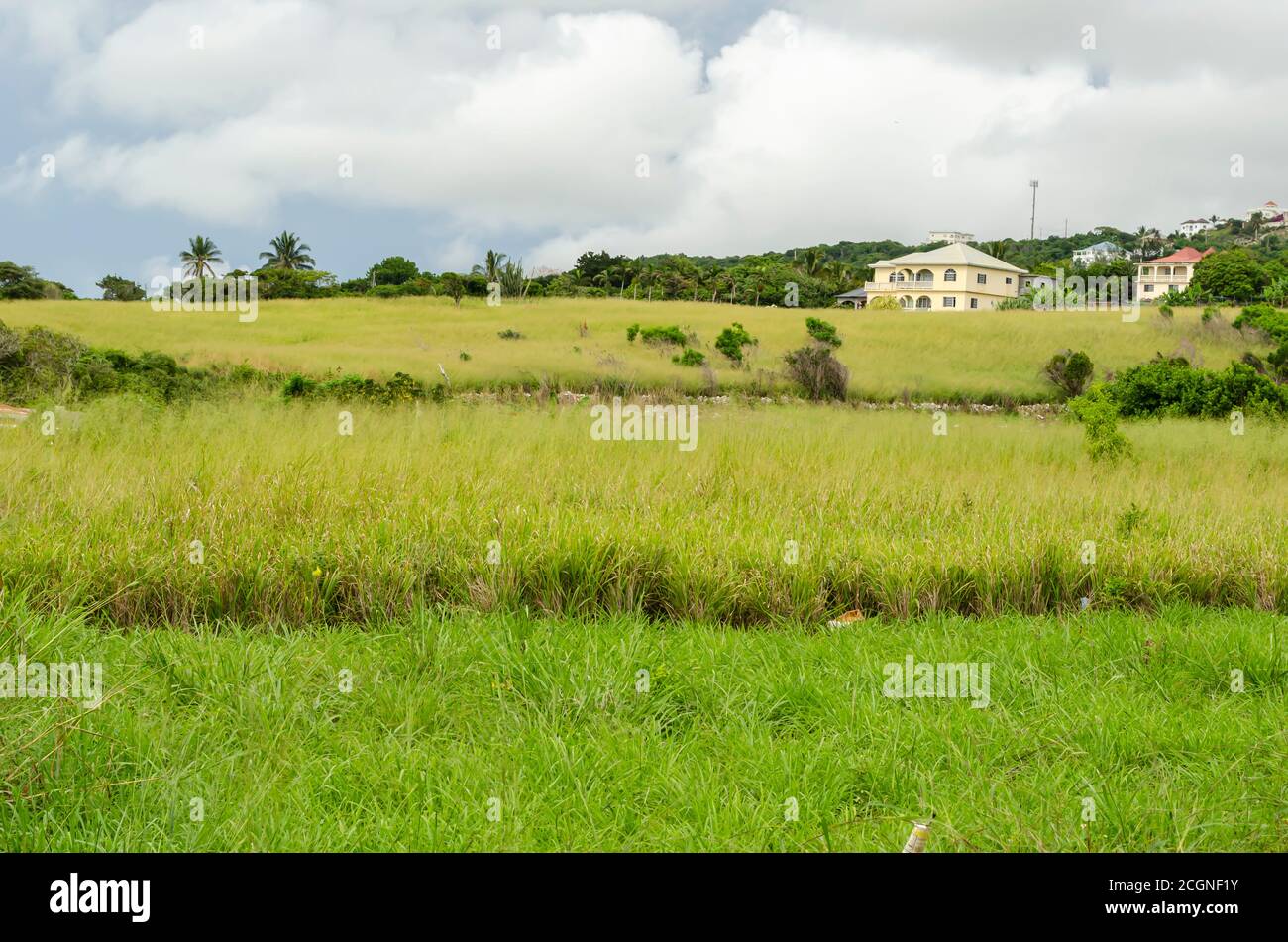 Landscape Of Guinea Grass Stock Photo - Alamy