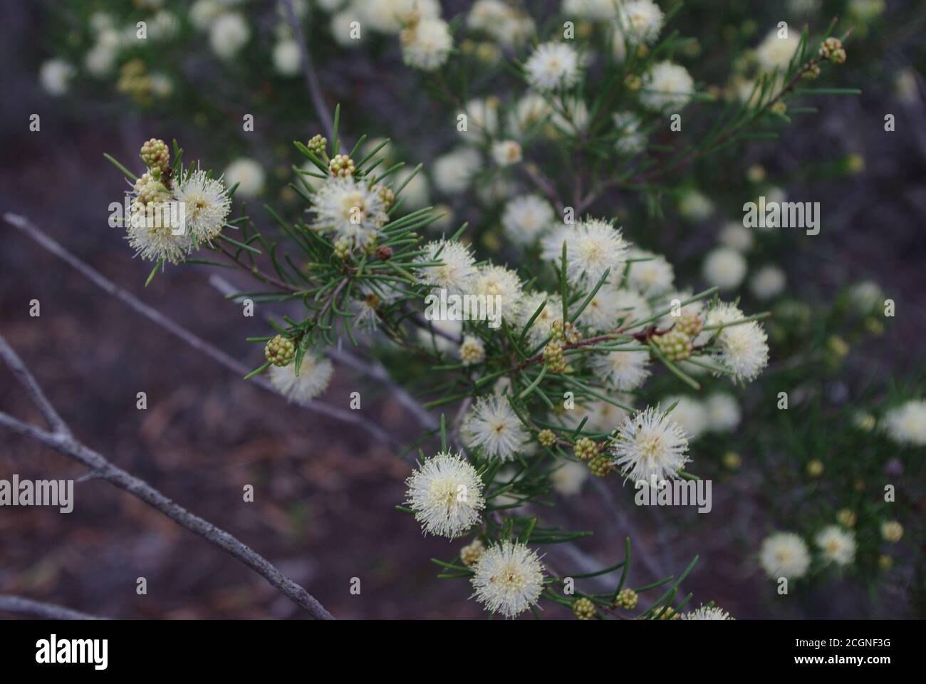 Melaleuca wallum flower Woodgate Beach Queensland Stock Photo - Alamy