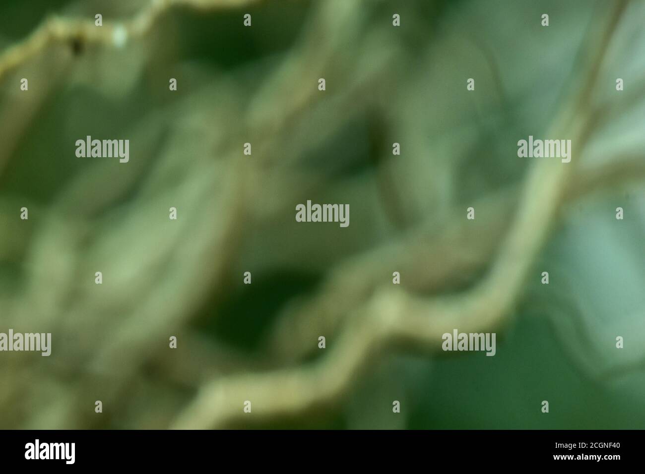 Bokeh green nature, Subtle background in abstract style for graphic ...