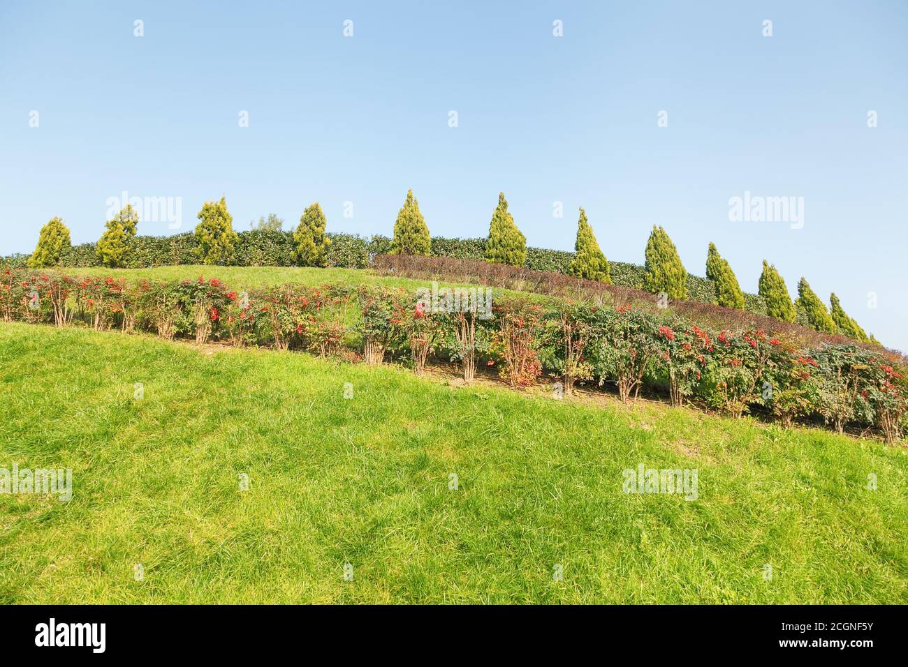 Sunlit park with green grass and blue sky Stock Photo - Alamy