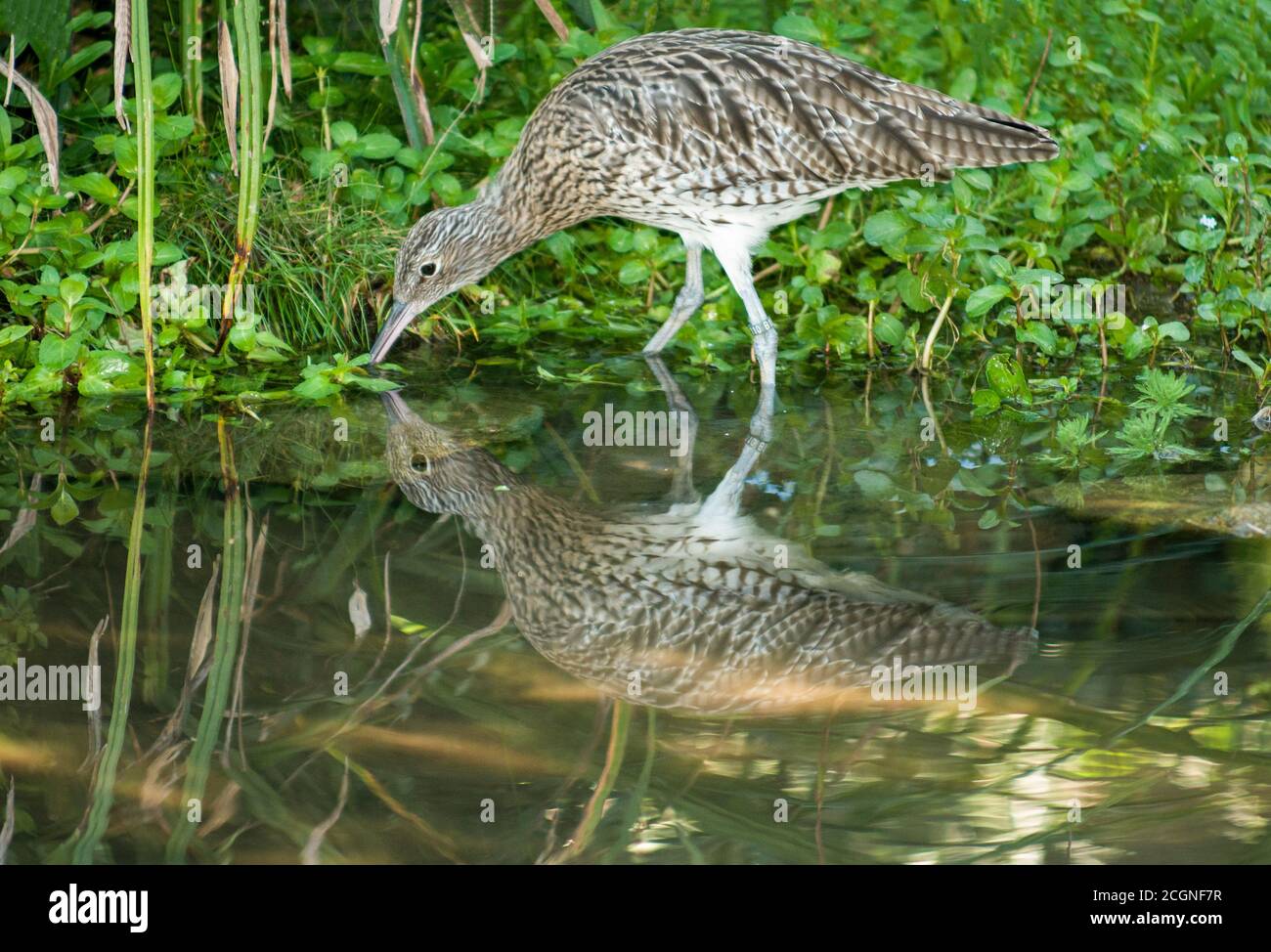 Curlew images hi-res stock photography and images - Alamy