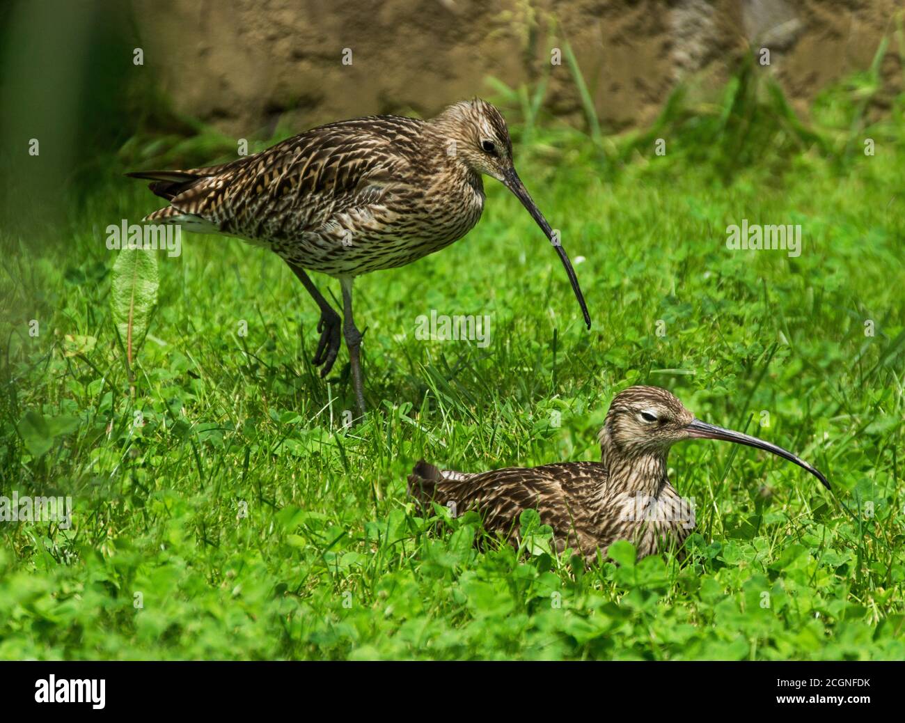 Curlew 'Numenius arquata' Stock Photo - Alamy
