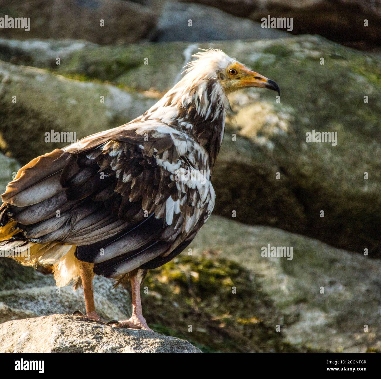 Pyrenees egyptian vulture france hi-res stock photography and images ...