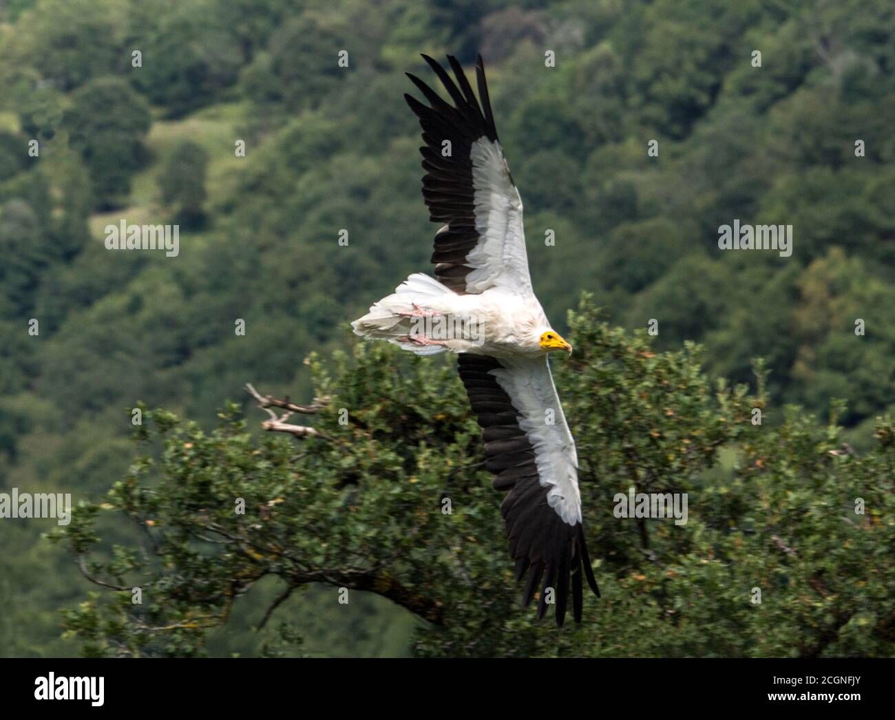 Pyrenees egyptian vulture france hi-res stock photography and images ...