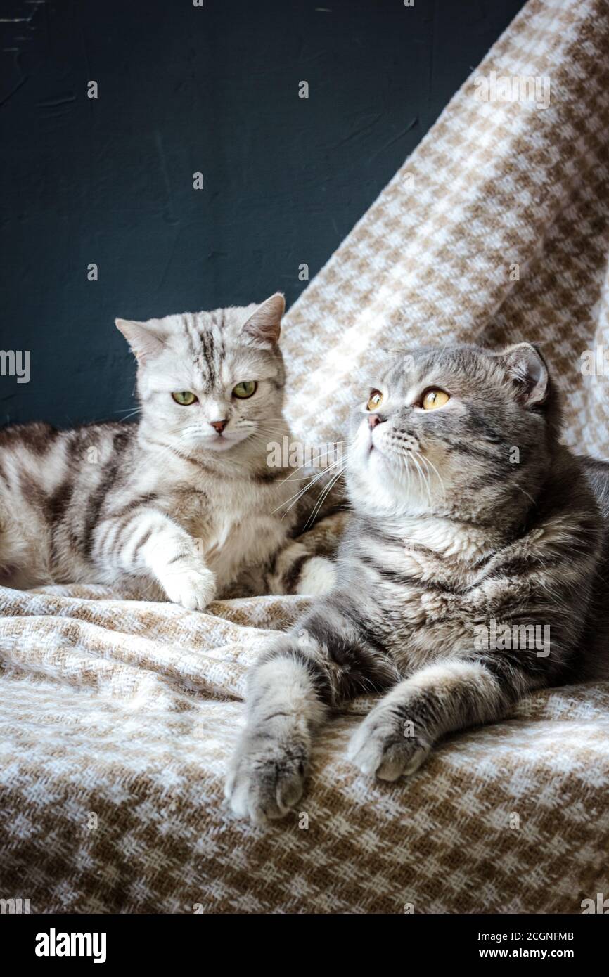 two cats laying on the fabric material Stock Photo - Alamy