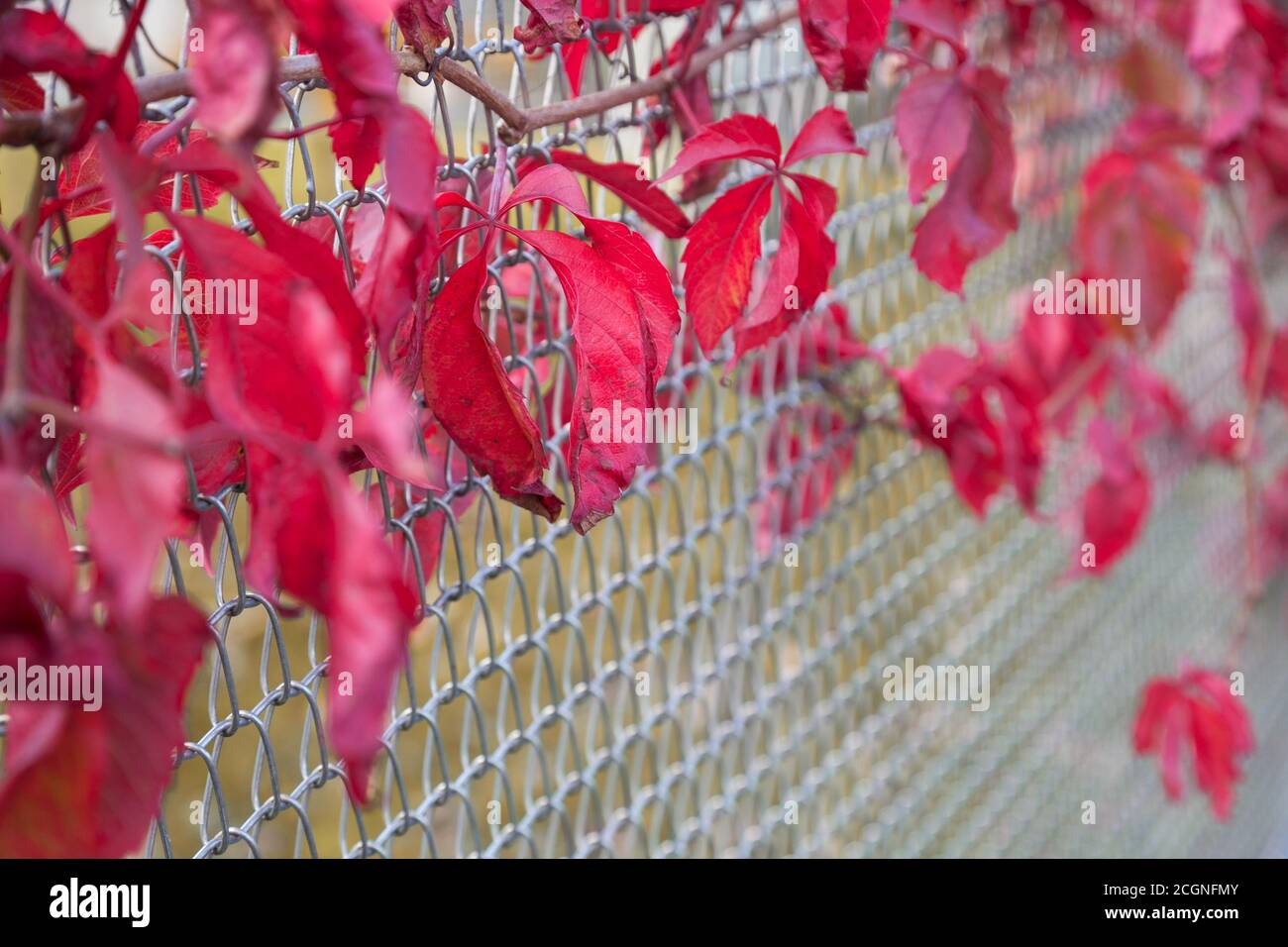Wire mesh leaves hi-res stock photography and images - Alamy