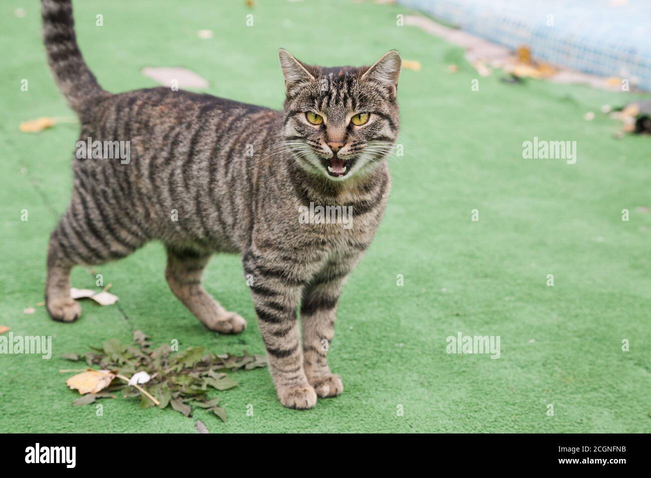 Adult meowing hi-res stock photography and images - Alamy