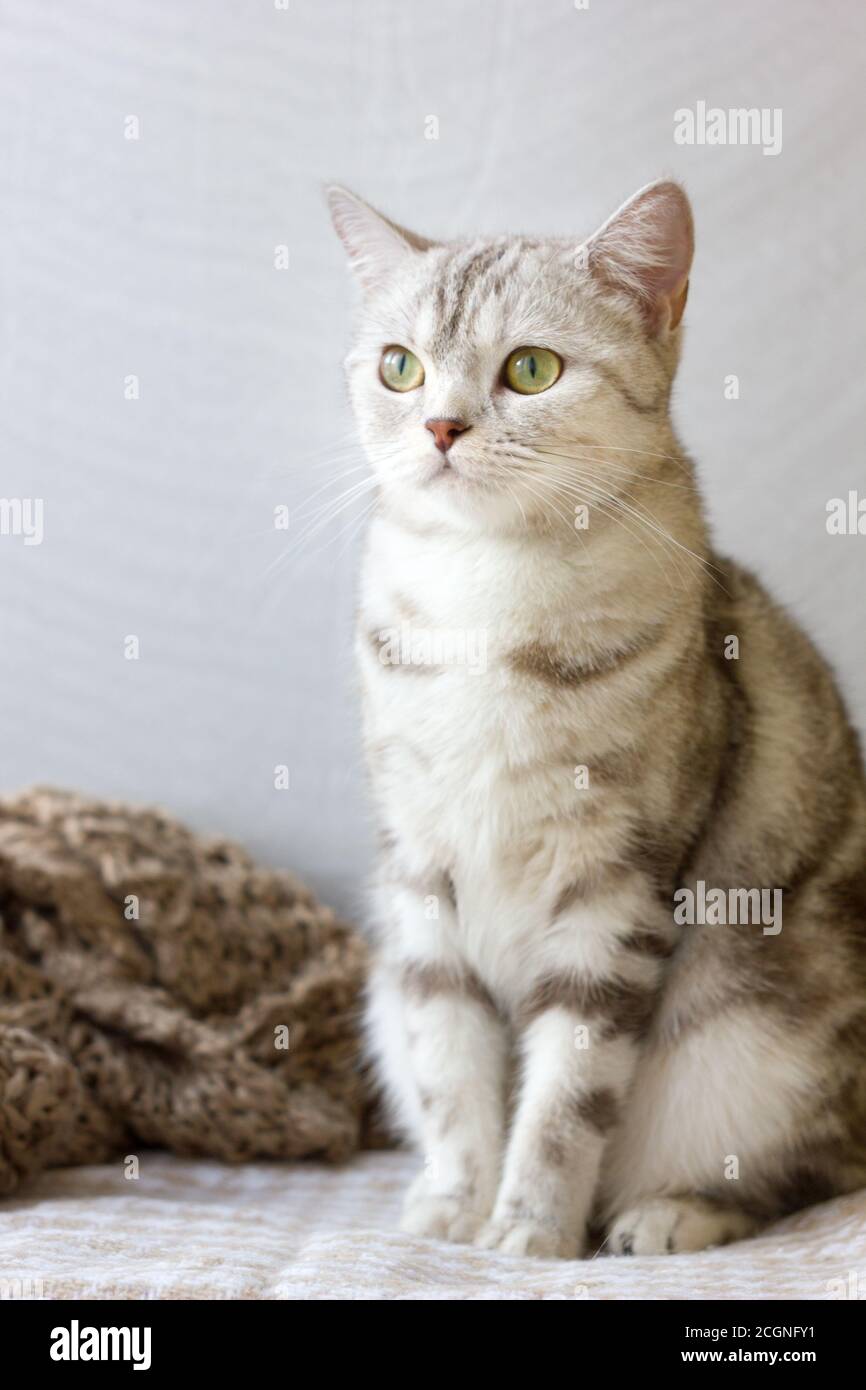 Portrait of grey britain cat Stock Photo - Alamy