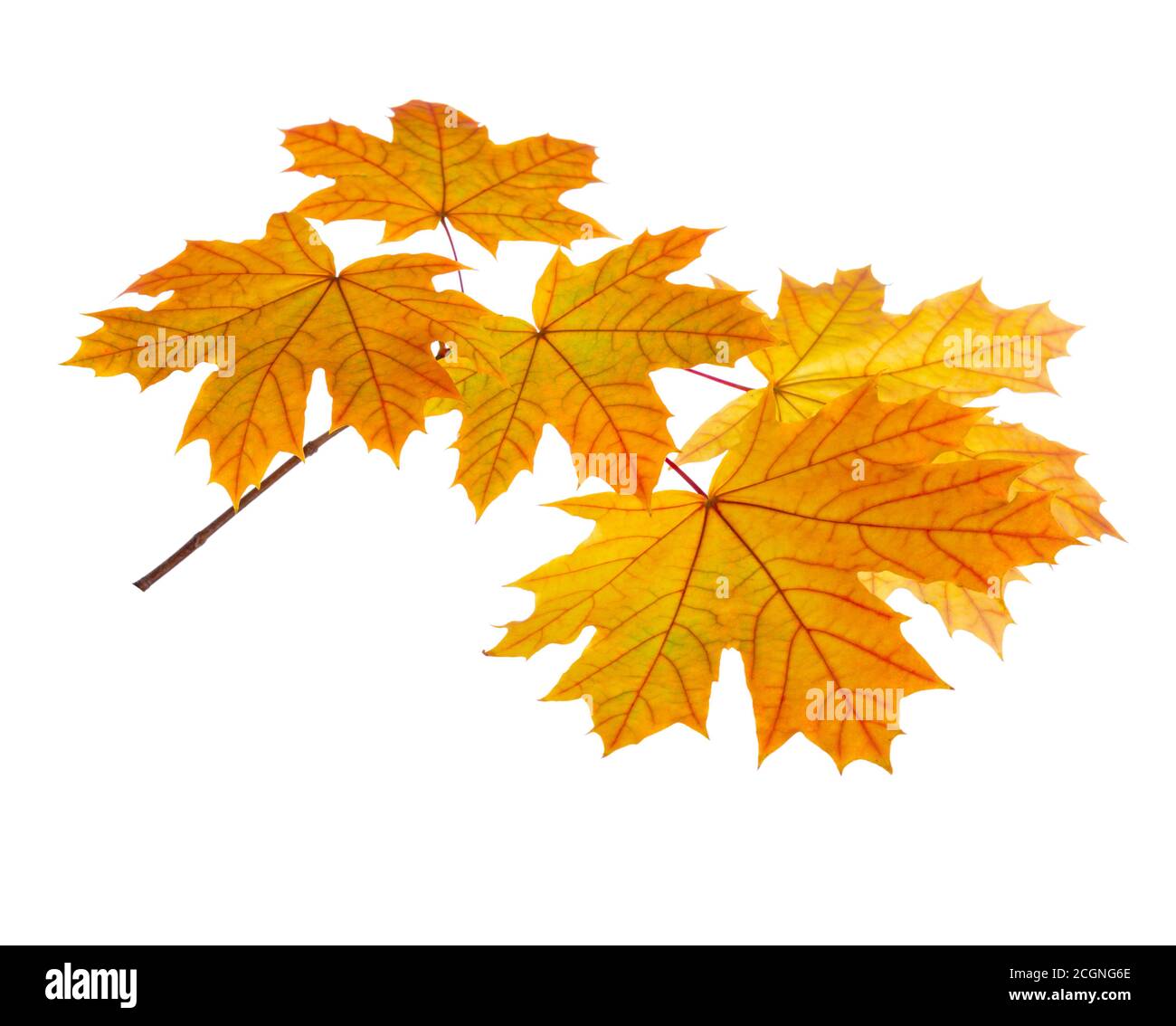 Maple branch with colorful leaves isolated on white background Stock ...