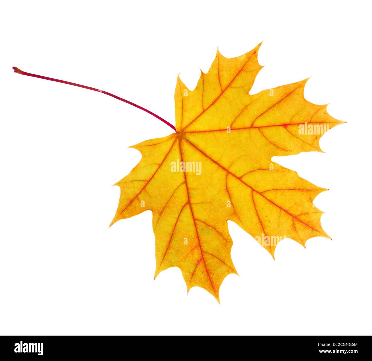 Single faded autumn leaf hi-res stock photography and images - Alamy