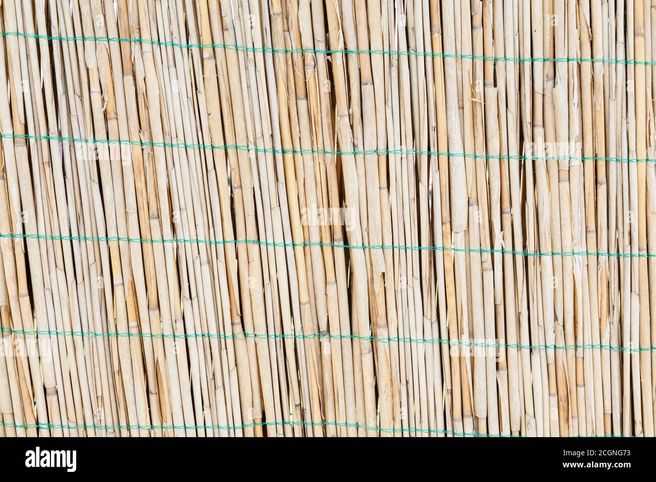 Wall of reed joined by green threads Stock Photo - Alamy