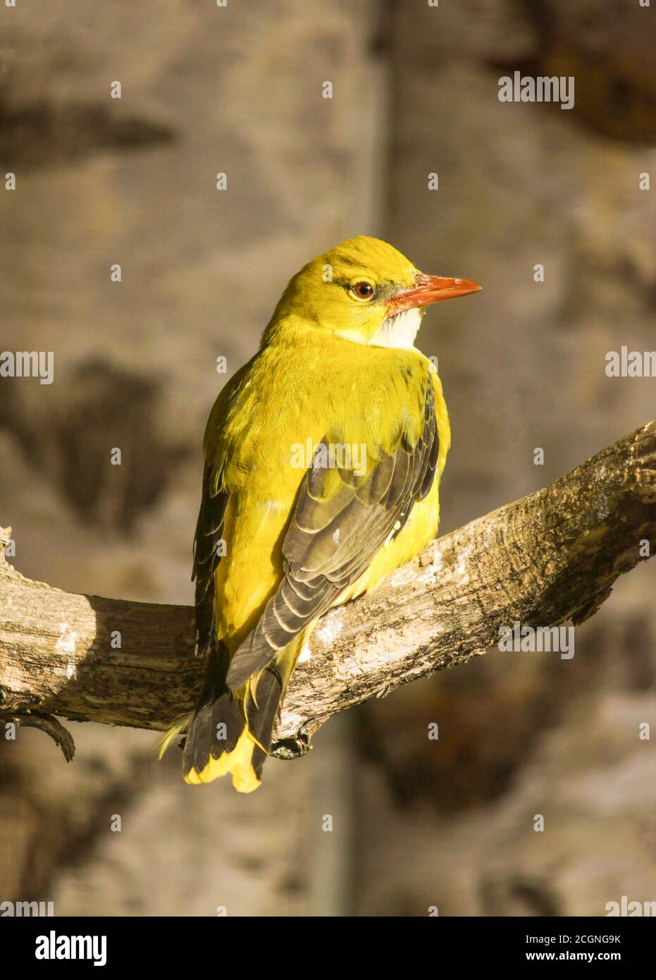 Golden Oriole 'Oriolus oriolus' Male on tree branch Stock Photo - Alamy
