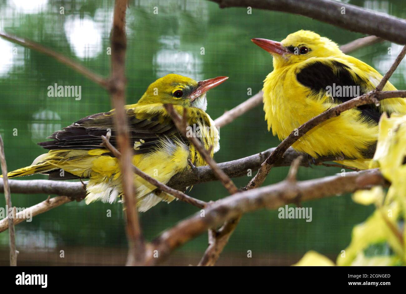 Golden Oriole 'Oriolus oriolus' Pair in tree branches Stock Photo - Alamy