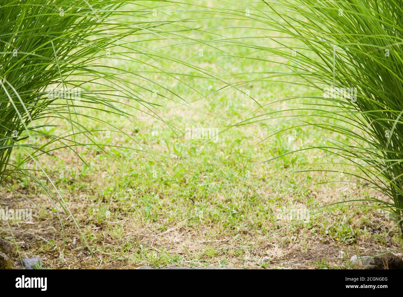 Stems cross hi-res stock photography and images - Alamy