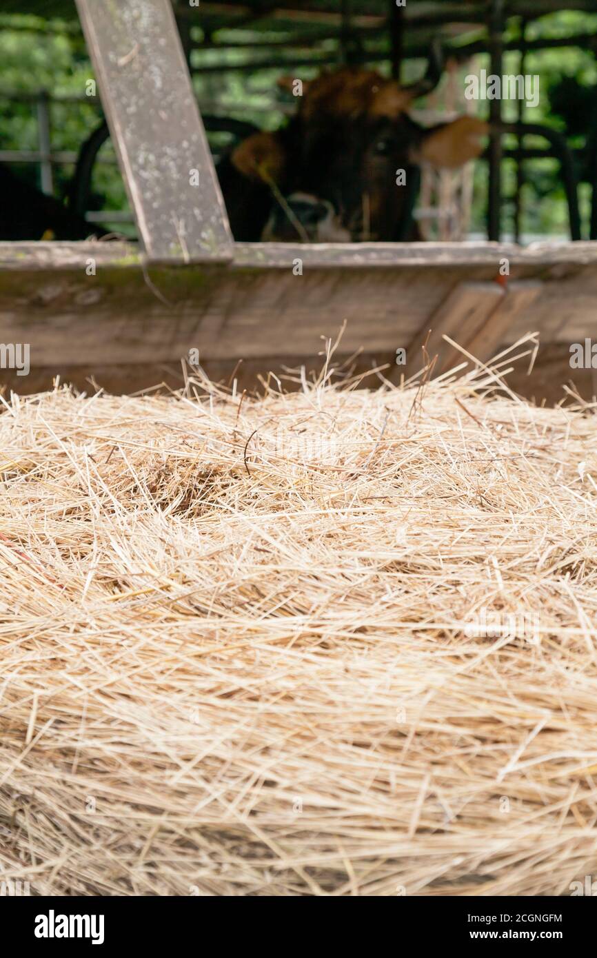 Closeup of hay stack with blurred cow in the stable Stock Photo - Alamy