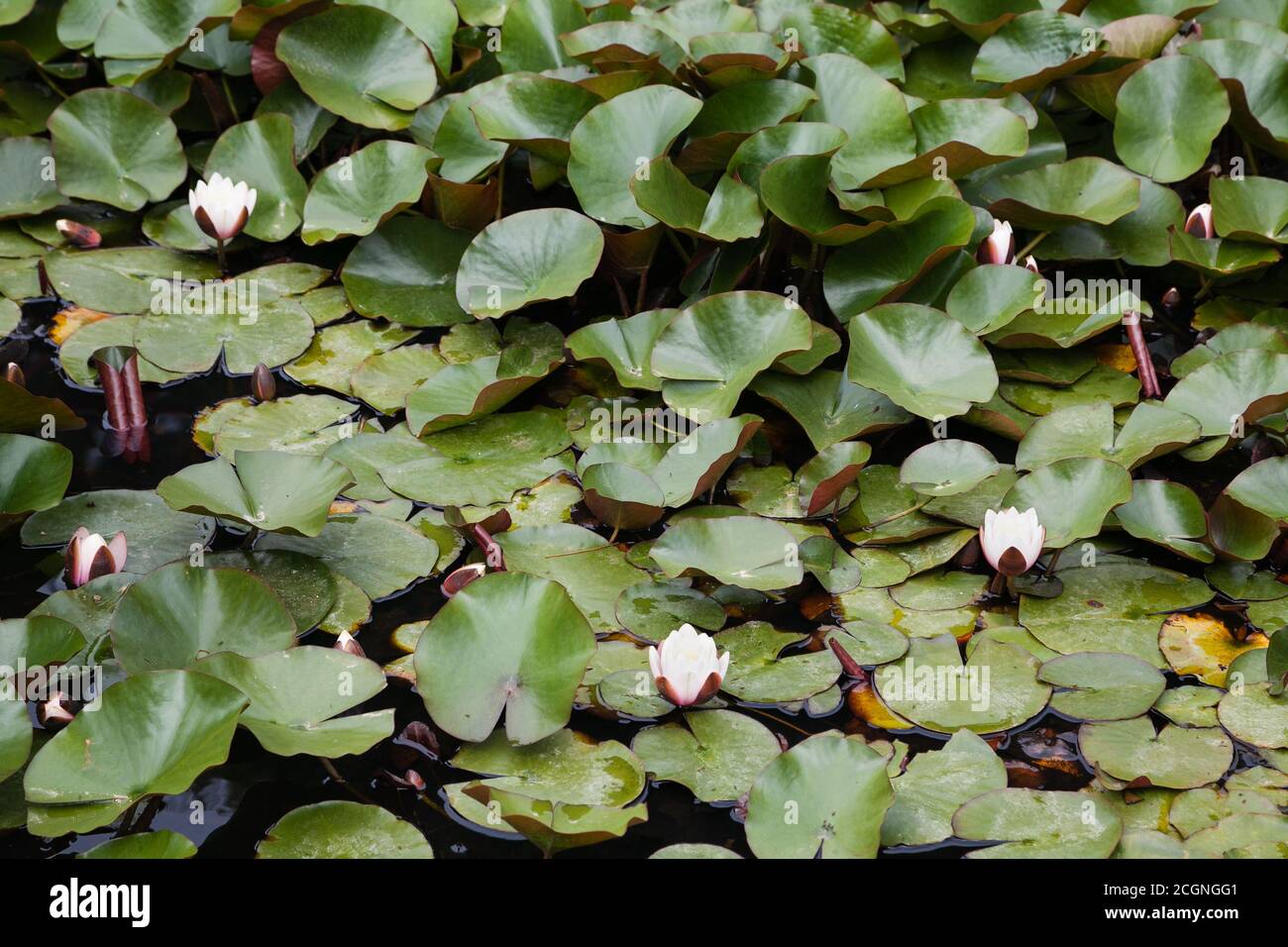 blooming water lilies in the pond Stock Photo - Alamy