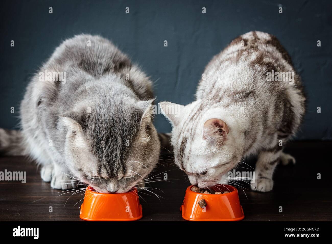 Two cats eating food from two orange bowls Stock Photo - Alamy
