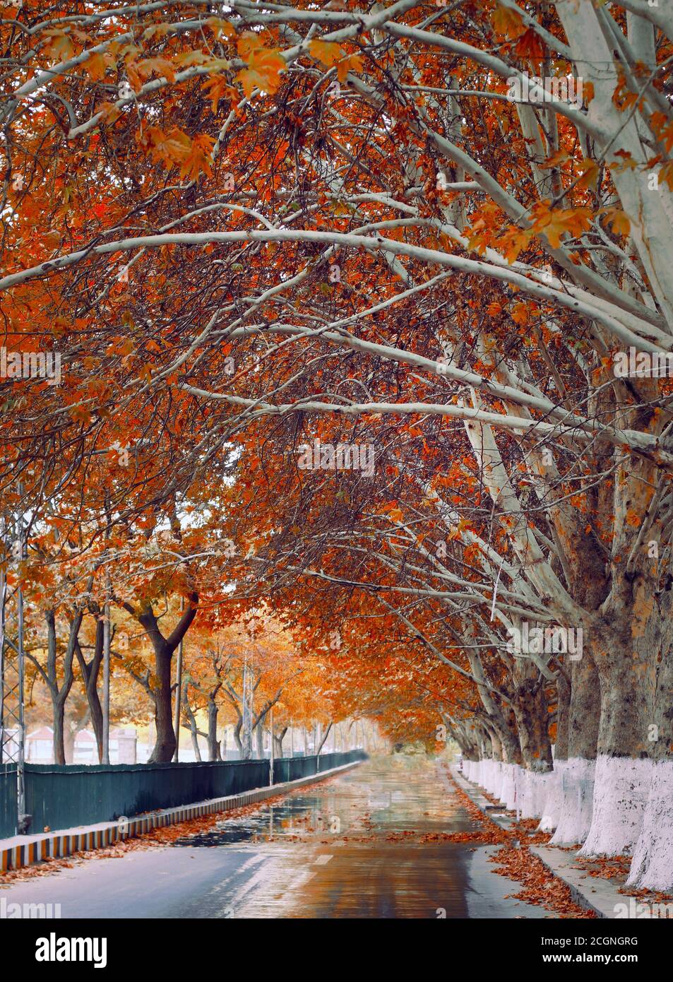 Autumn at hunza , gilgit baltistan ,pakistan Stock Photo - Alamy
