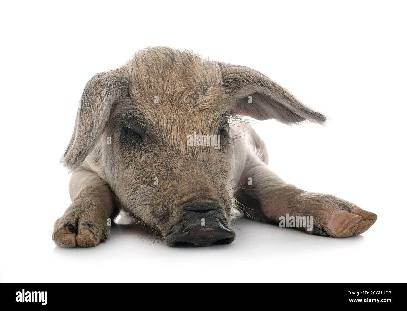 Hungarian mangalitsa Cut Out Stock Images & Pictures - Alamy