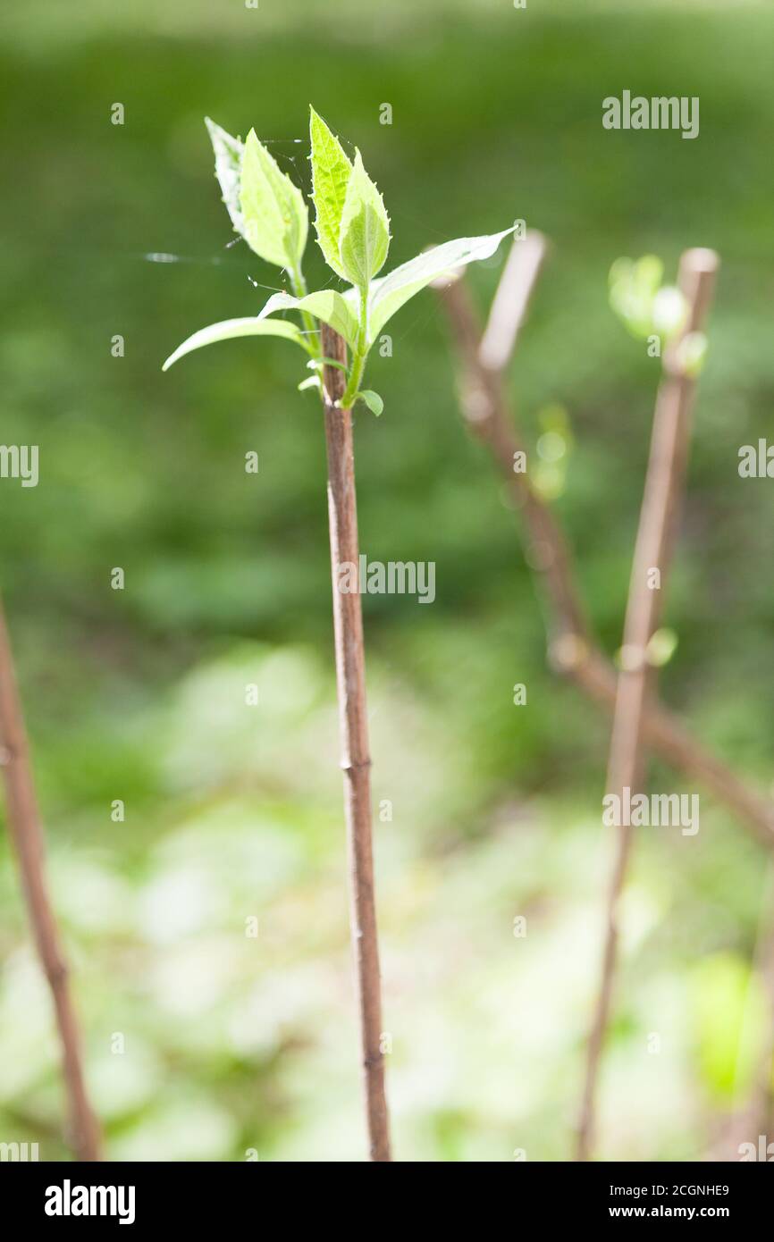 Spring branch of sapling tree with green leaves Stock Photo - Alamy