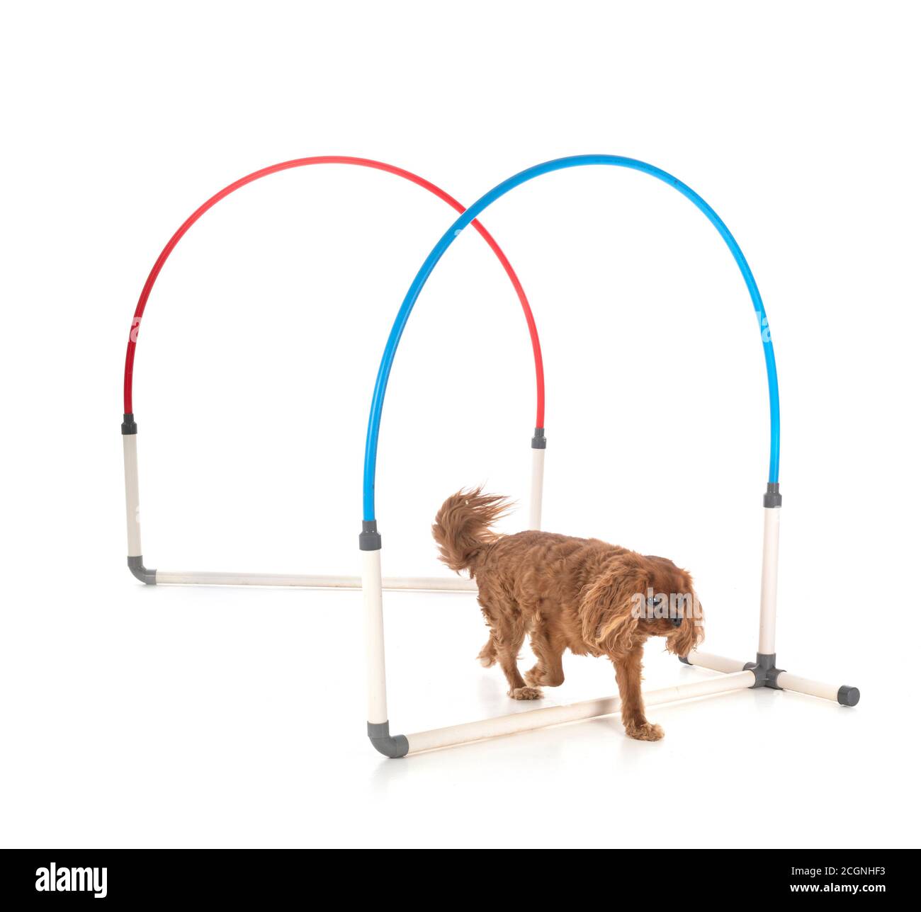 hooper training in front of white background Stock Photo - Alamy
