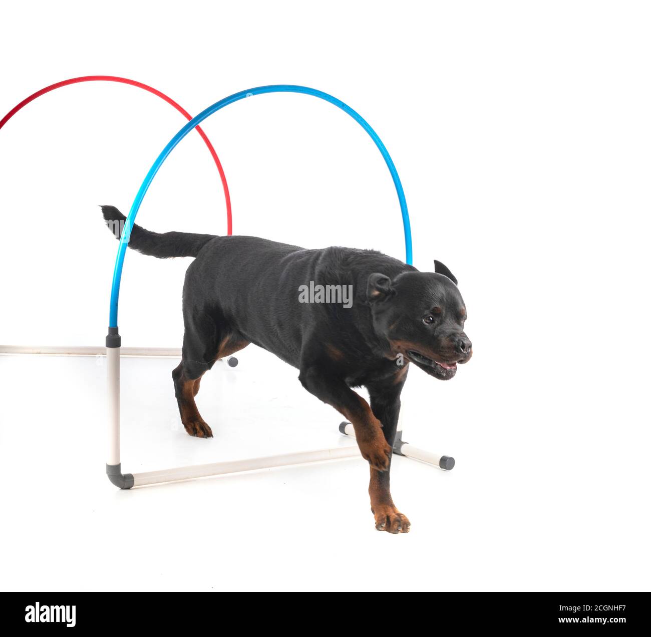 hooper training in front of white background Stock Photo - Alamy