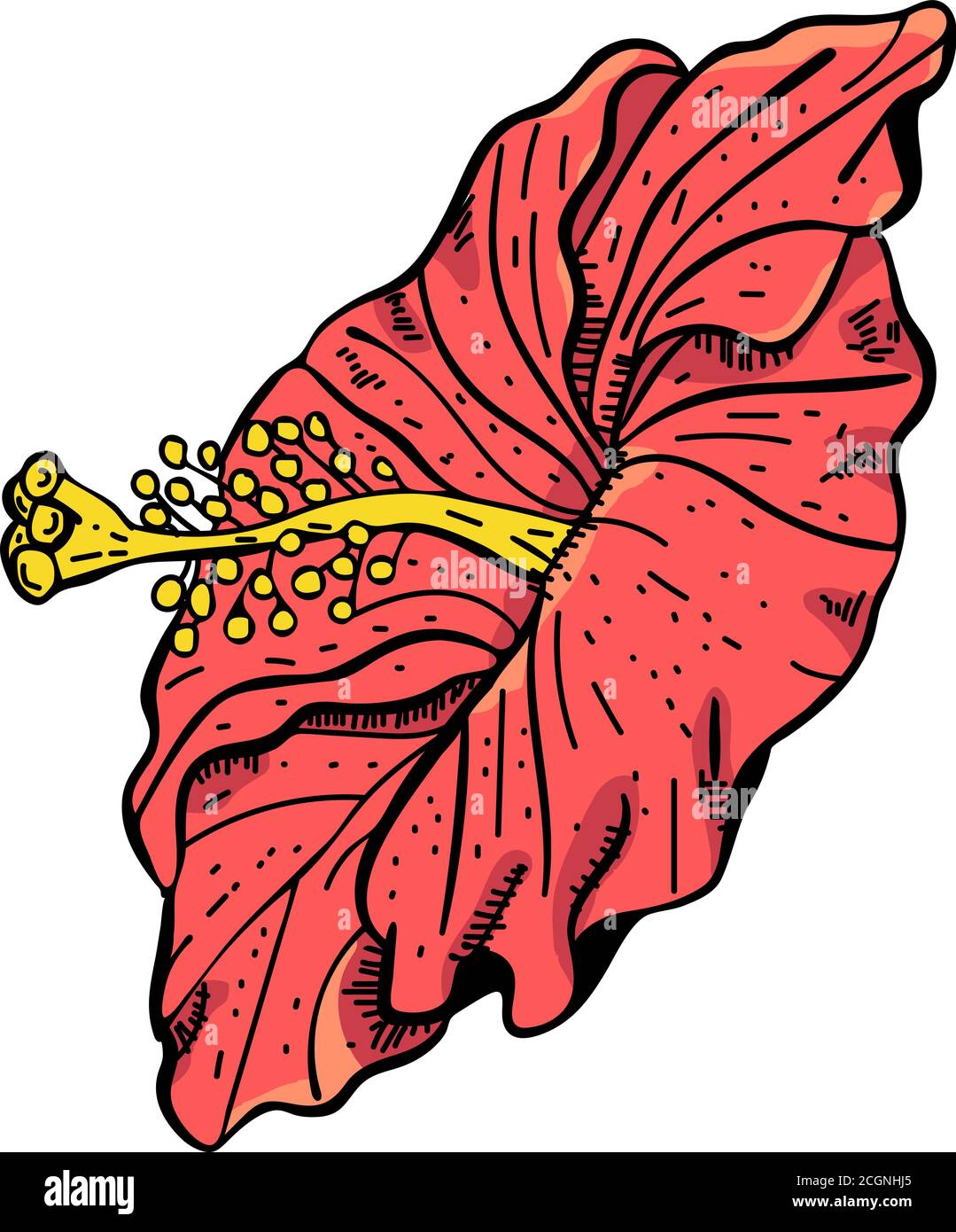 Vector Realistic Hibiscus Flower Isolated Stock Vector Image & Art - Alamy