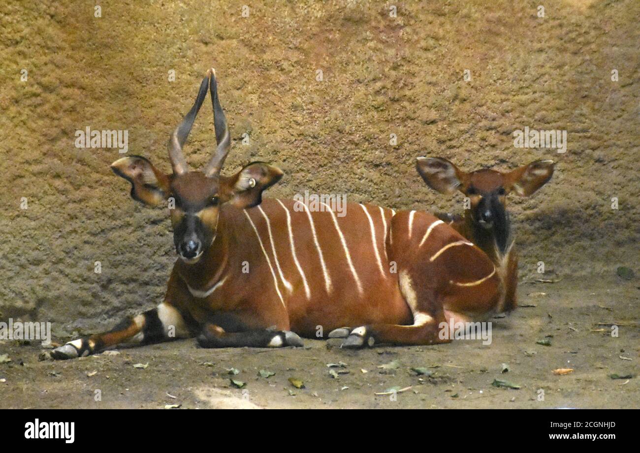 Eastern mountain bongo hi-res stock photography and images - Alamy