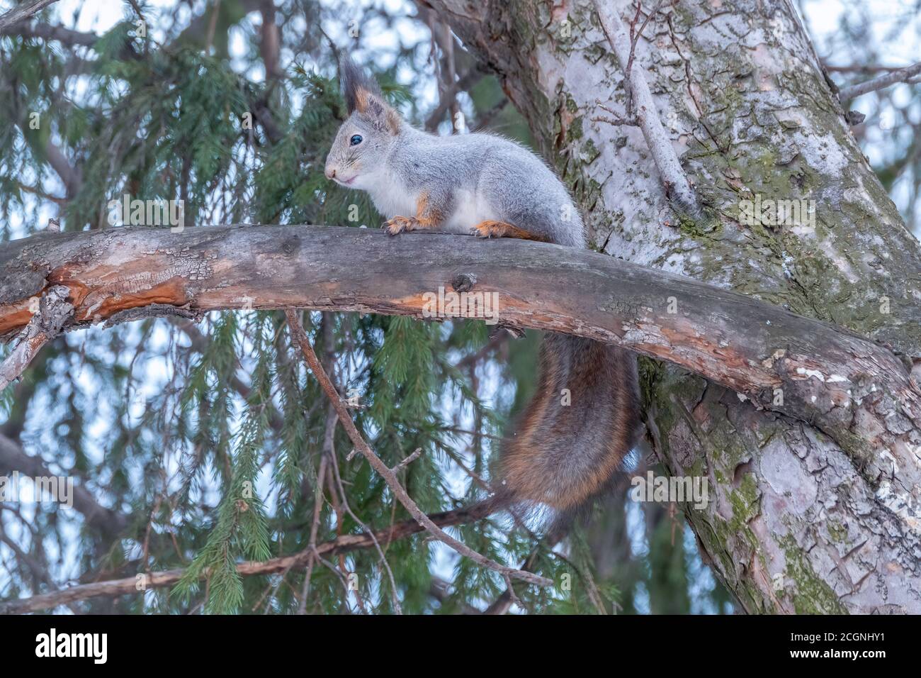 The squirrel sits on a fir branches in the winter or autumn. Eurasian ...