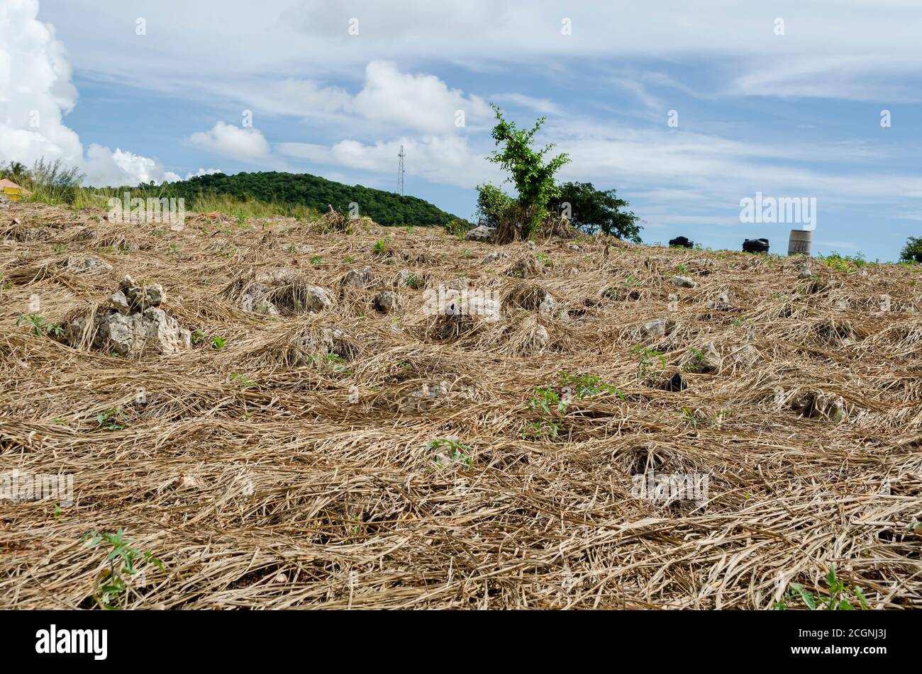 Plant of dry rocky slopes hi-res stock photography and images - Alamy