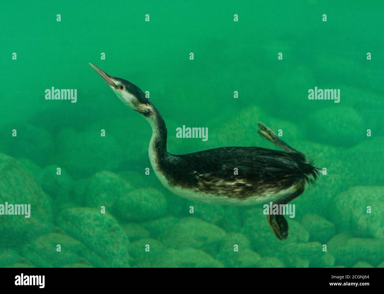 Great Crested Grebe 'Podiceps cristatus' Adult swimming underwater ...