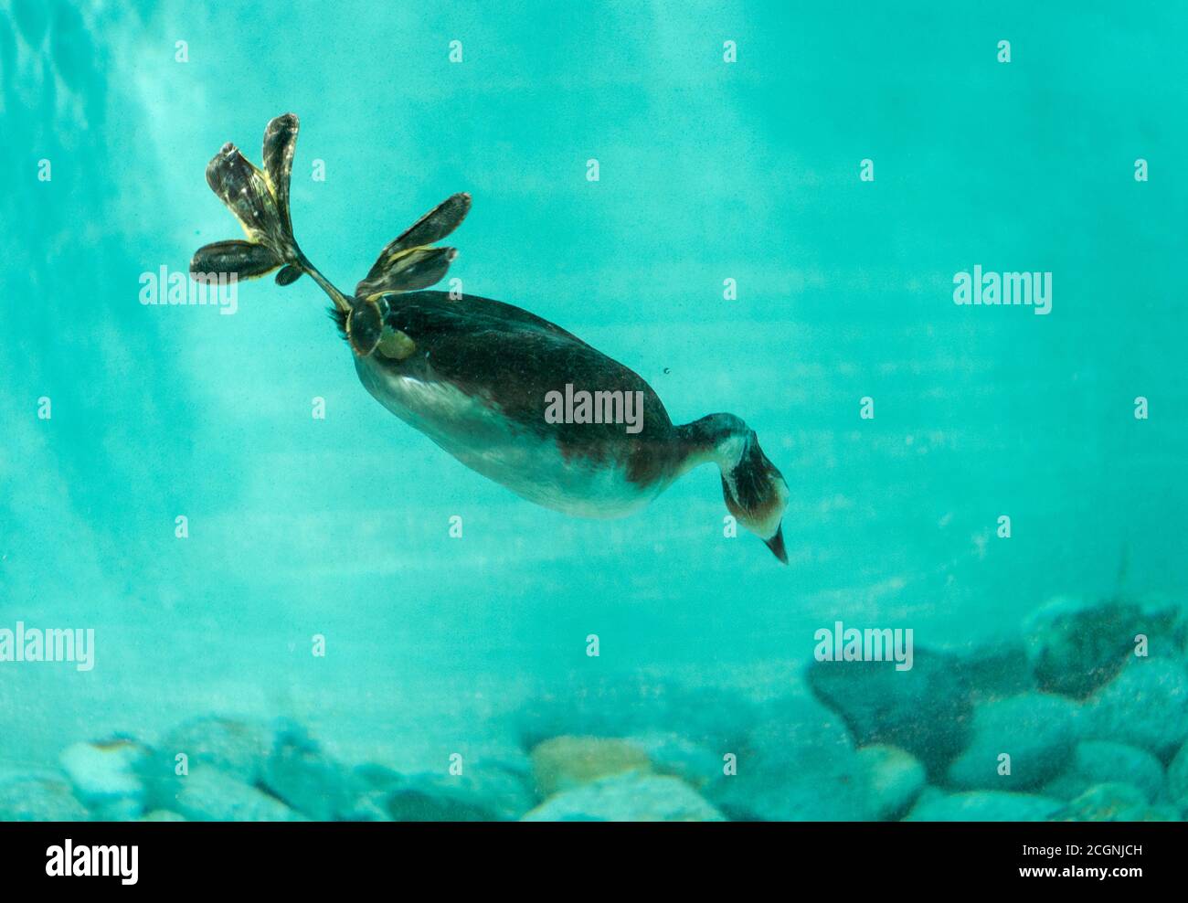 Great Crested Grebe 'Podiceps cristatus' Adult swimming underwater ...
