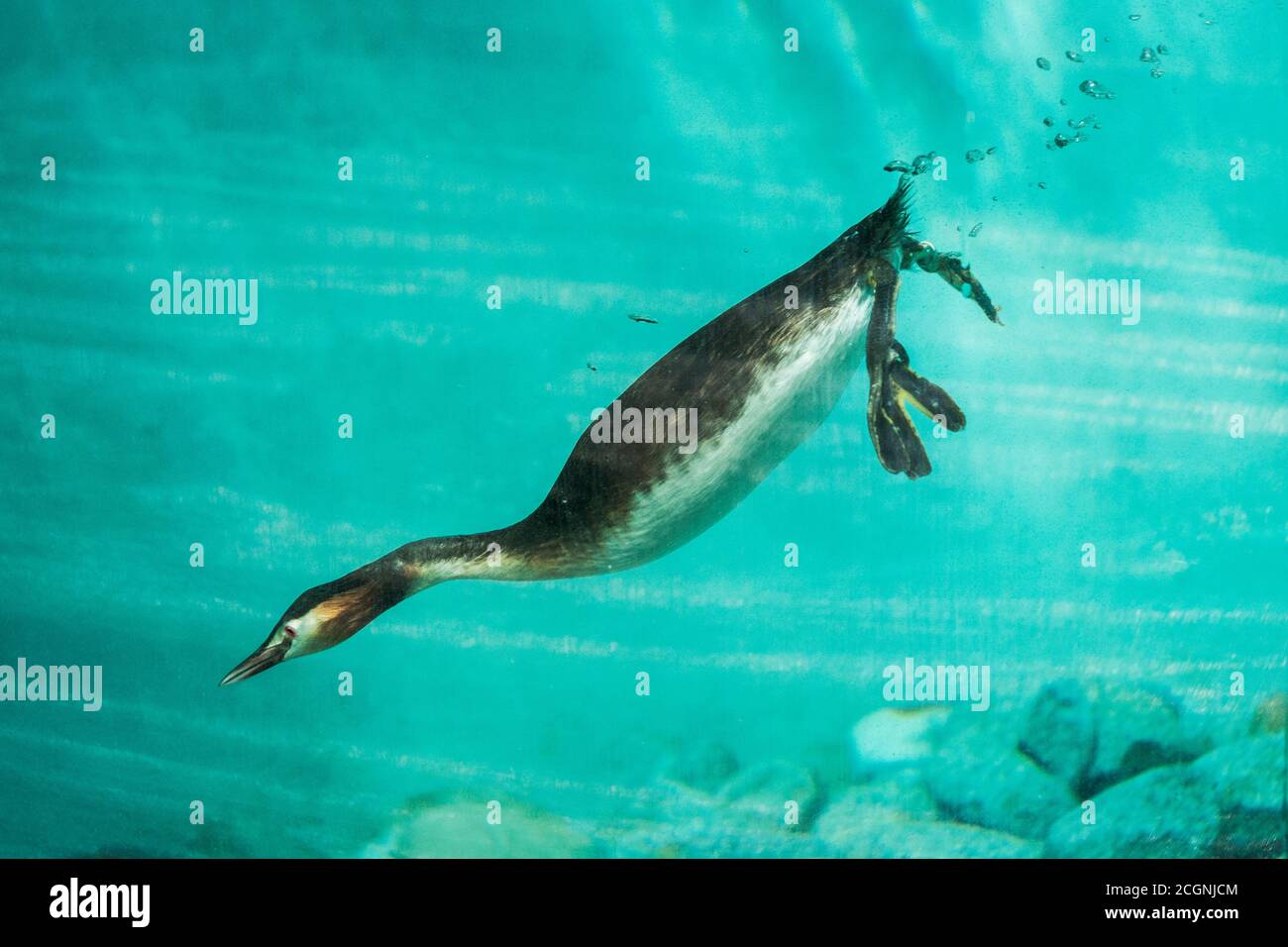 Great Crested Grebe 'Podiceps cristatus' Adult swimming underwater ...