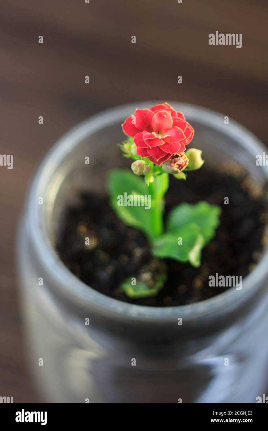 Small kalanchoe homeplant in a transparent pot. Red Kalanchoe flower ...