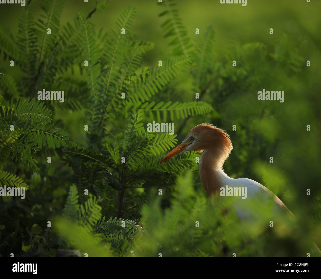 Egret bird in nature. white egret. green color background. bird ...