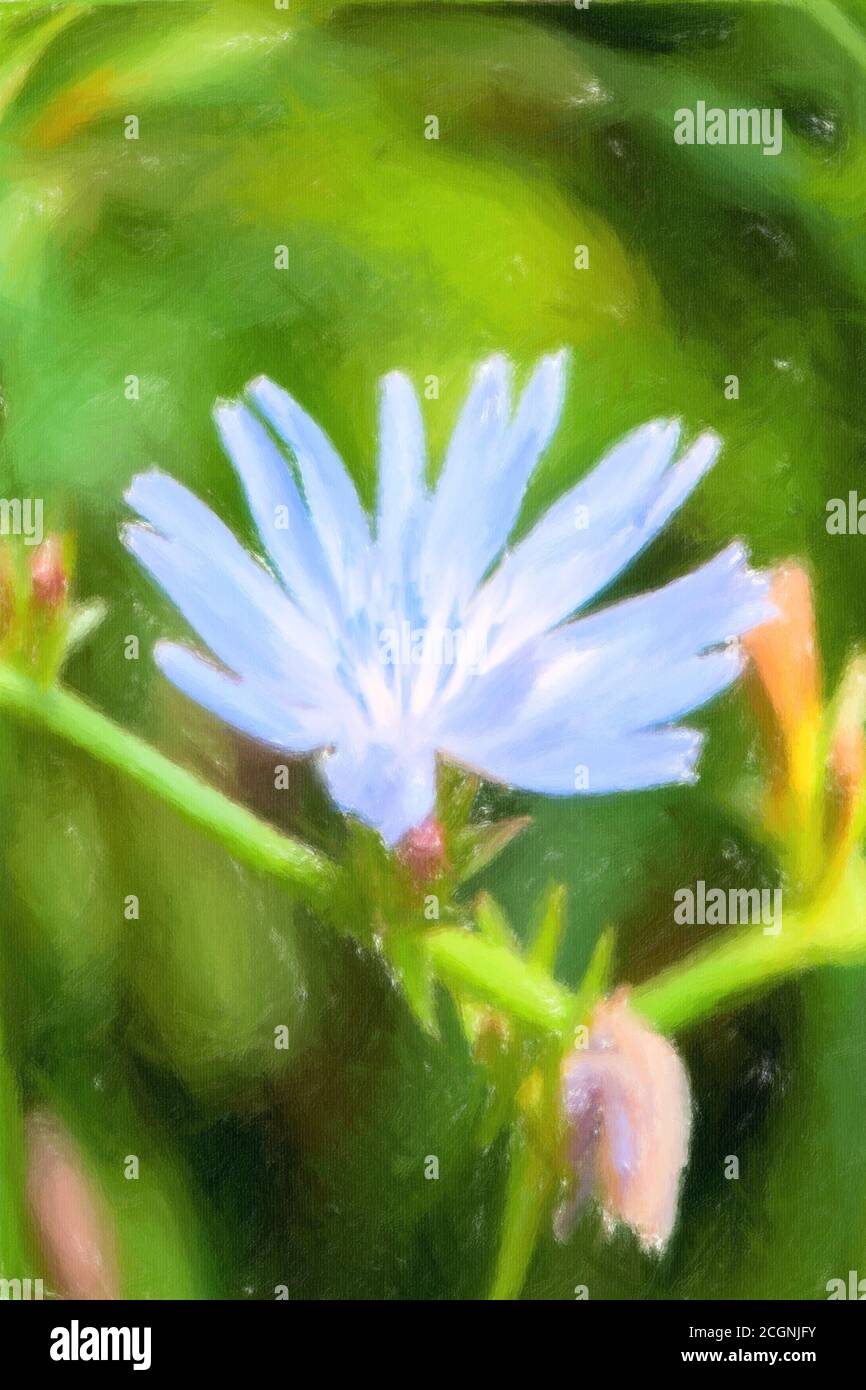 Illustration of chicory flowers on green background Stock Photo - Alamy